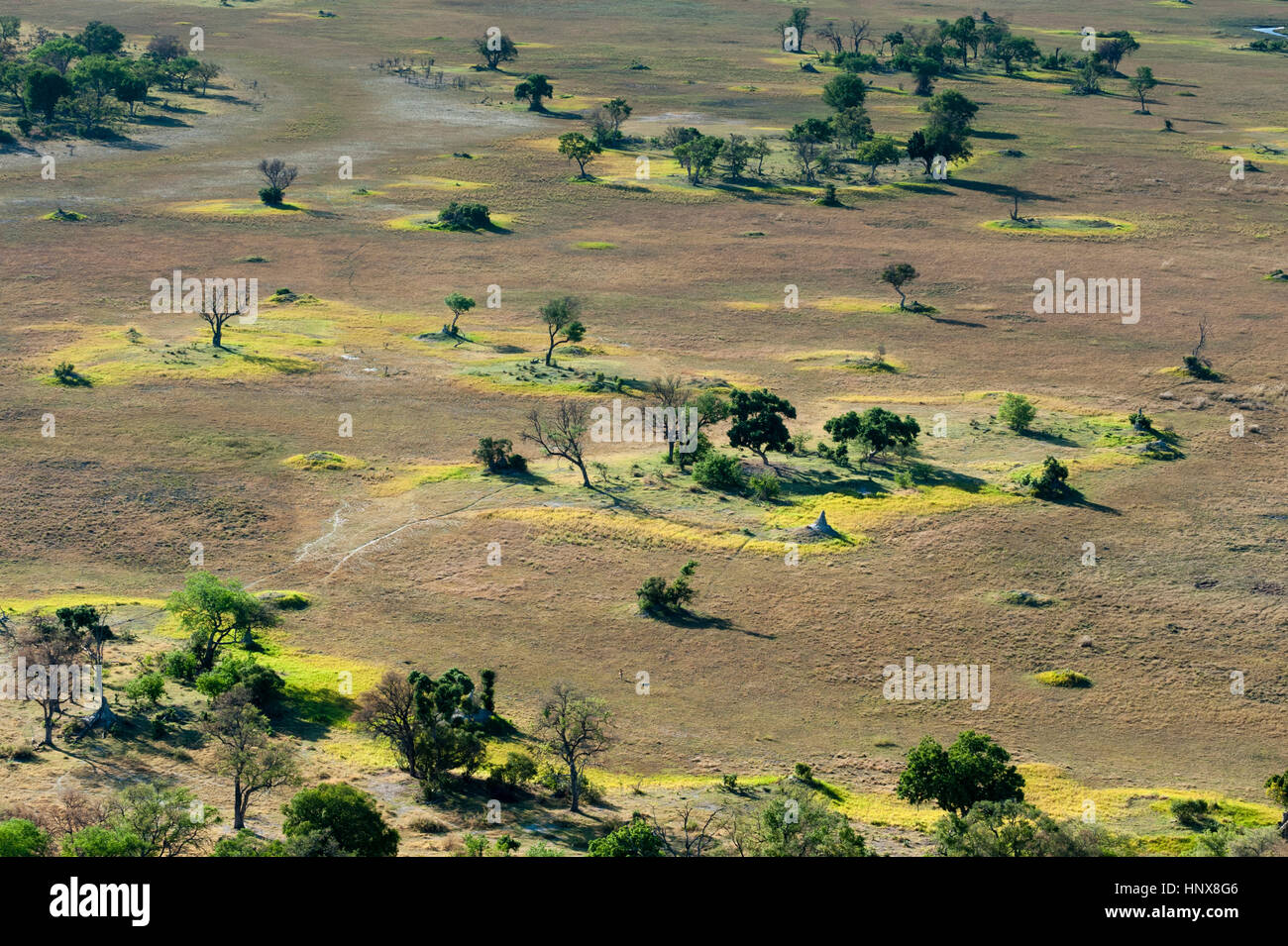 Aerial view of grassland landscape and trees, Okavango delta, Botswana ...