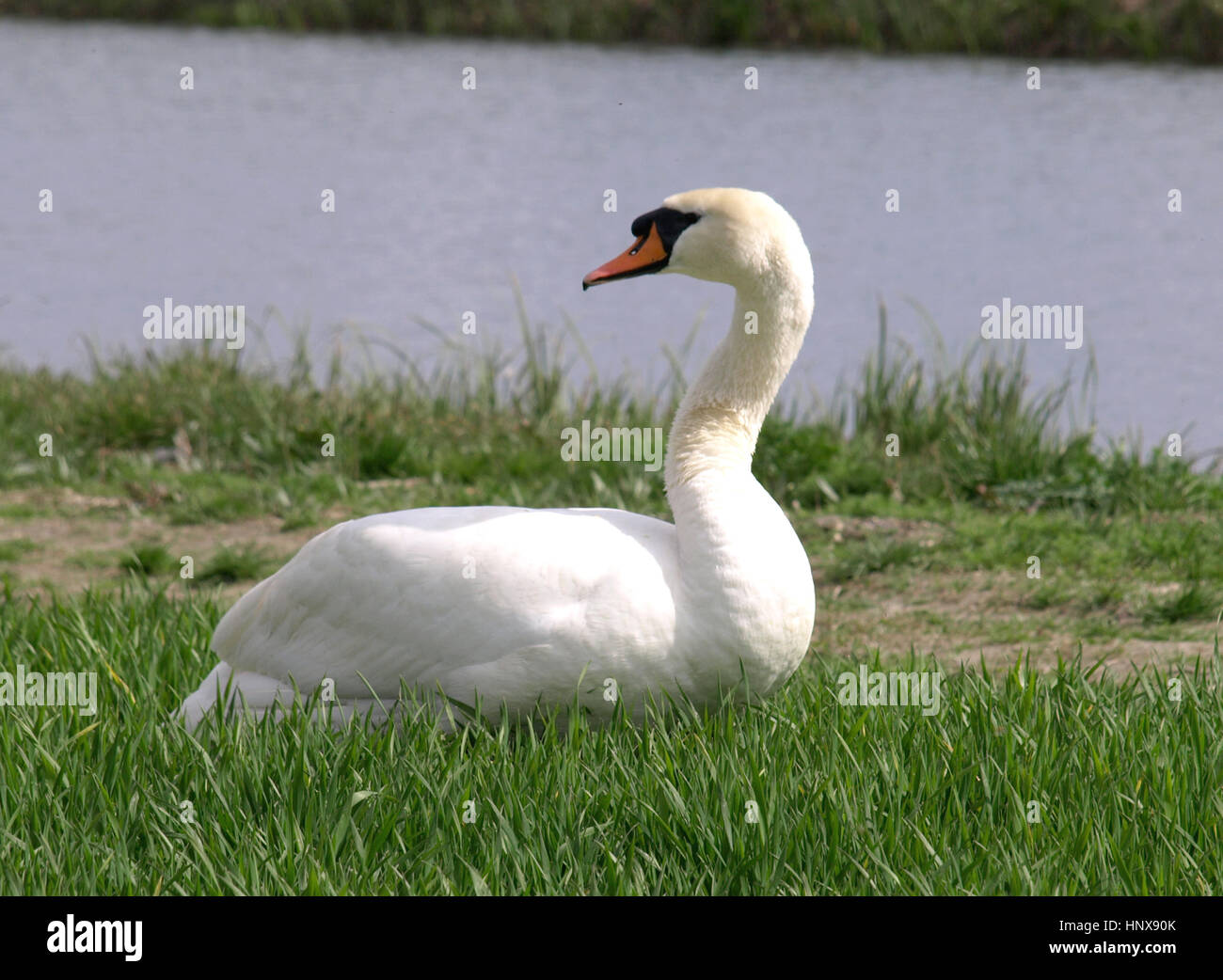 A beautiful swan in a field posing photographer Stock Photo - Alamy