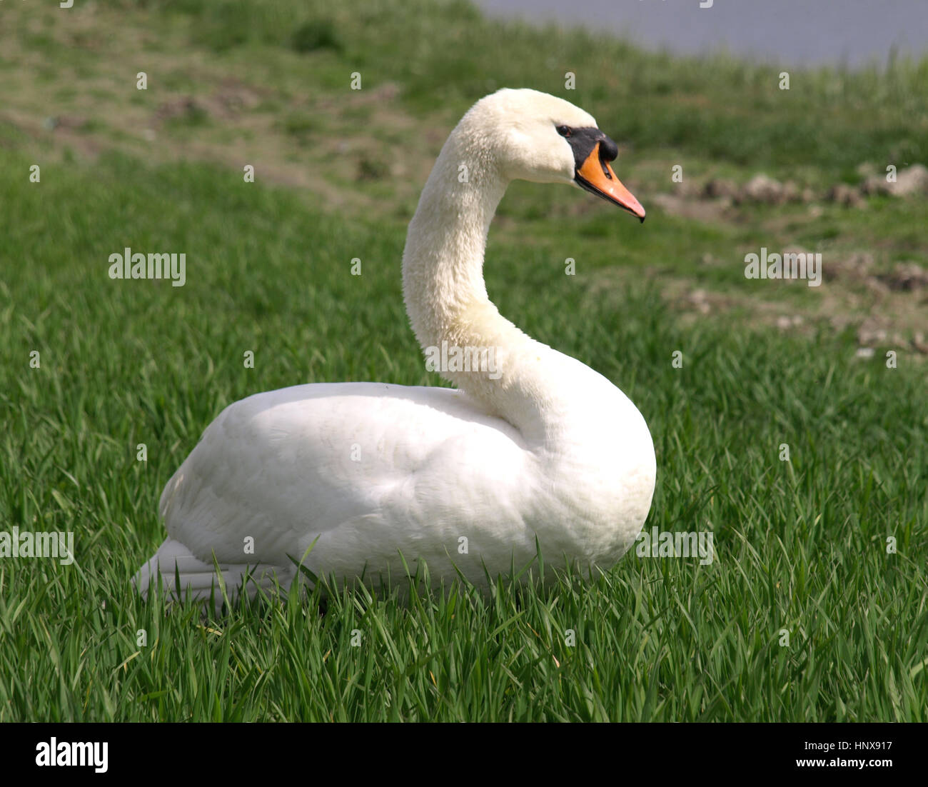 A beautiful swan in a field posing photographer Stock Photo - Alamy
