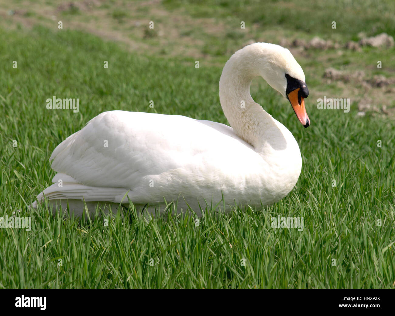 A beautiful swan in a field posing photographer Stock Photo - Alamy