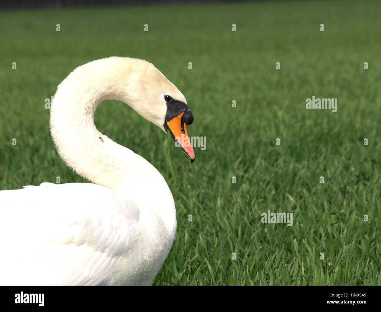 A beautiful swan in a field posing photographer Stock Photo - Alamy