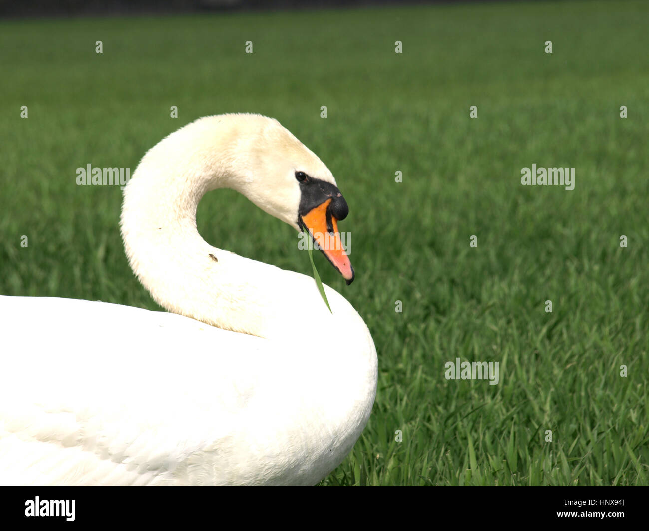 A beautiful swan in a field posing photographer Stock Photo - Alamy