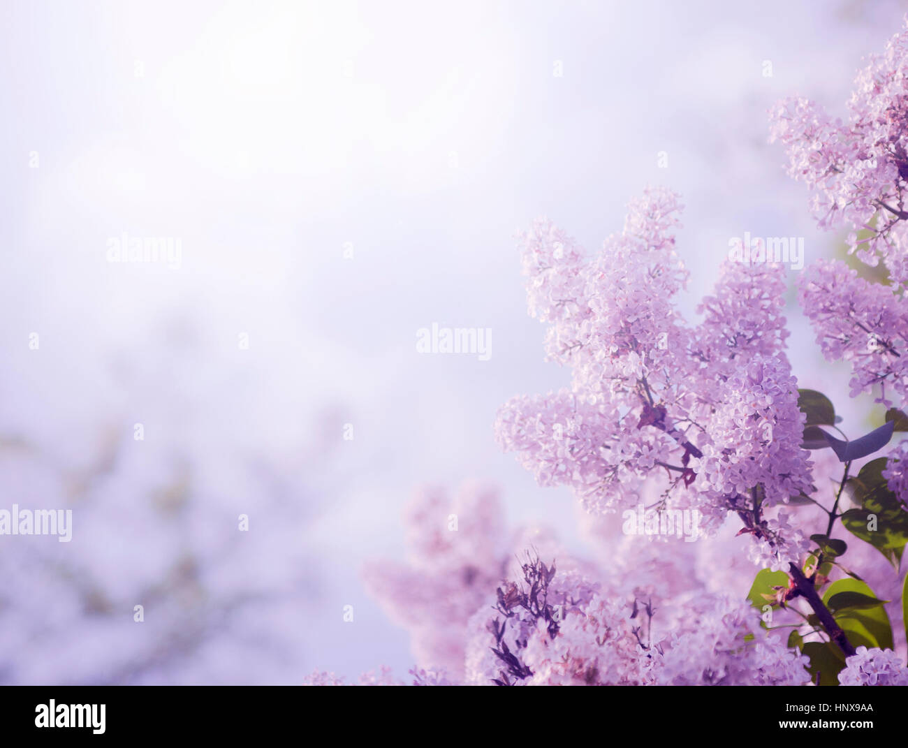 Lilac bush in sunset Stock Photo - Alamy