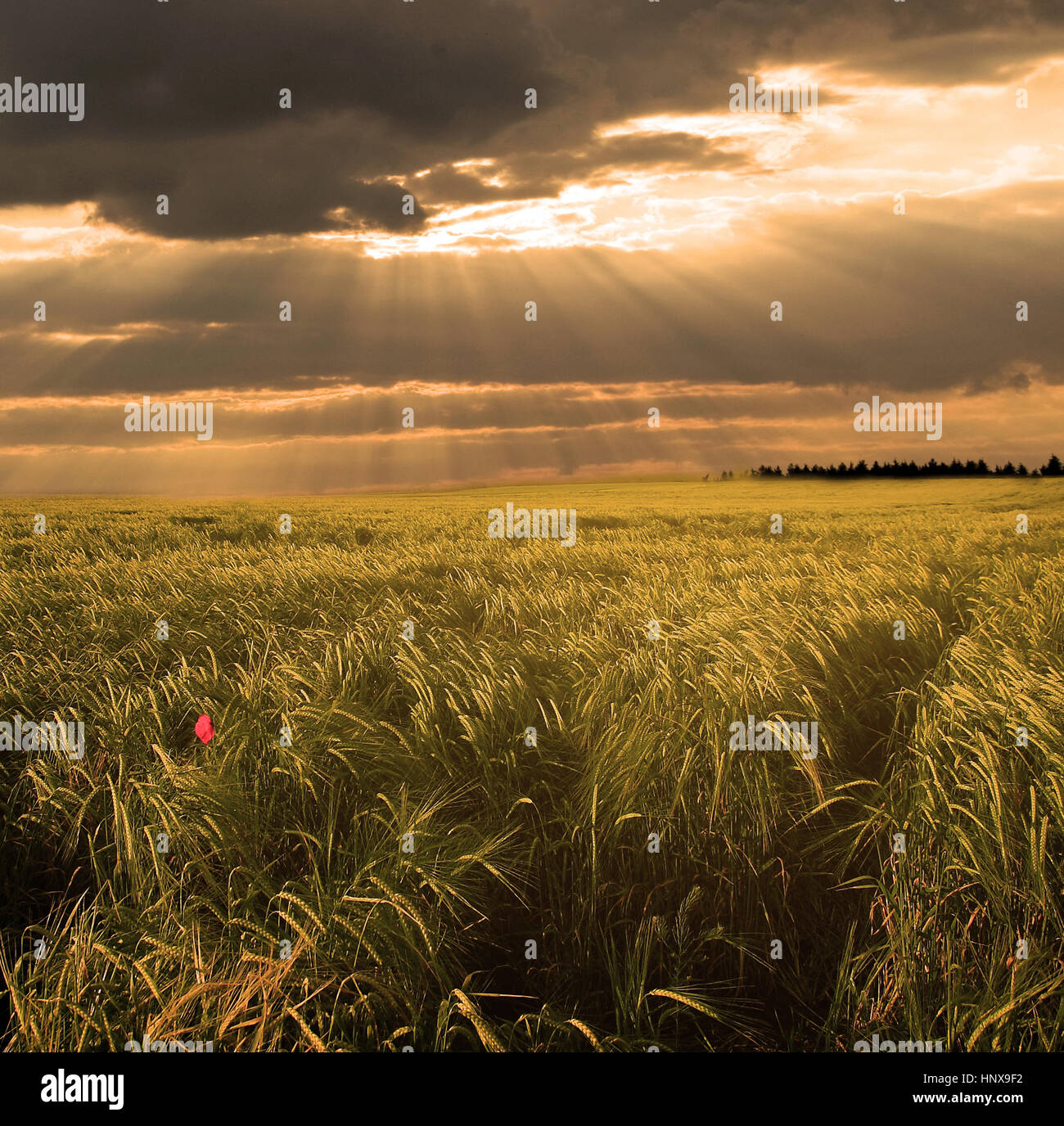 Wheat field in sunset Stock Photo - Alamy