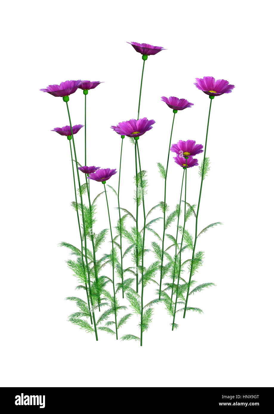 3D rendering of cosmos flowers isolated on white background Stock Photo ...