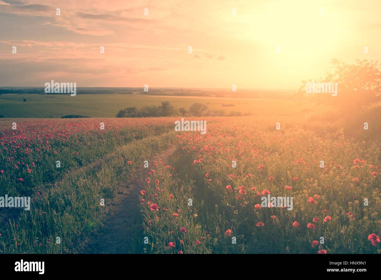 Poppy field in sunset Stock Photo - Alamy