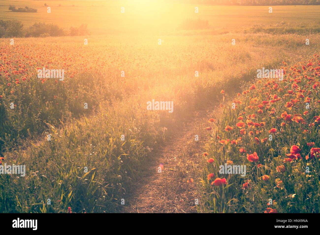 Poppy field in sunset Stock Photo - Alamy