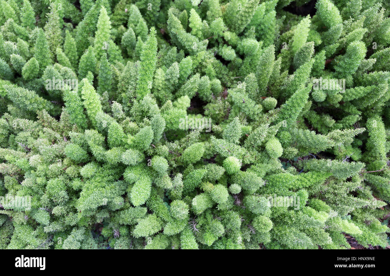 green plant for use as abstract background texture Stock Photo - Alamy