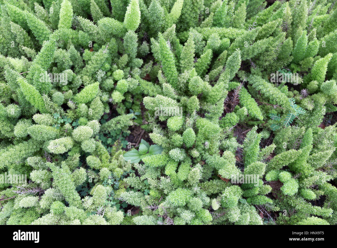 green plant for use as abstract background texture Stock Photo - Alamy