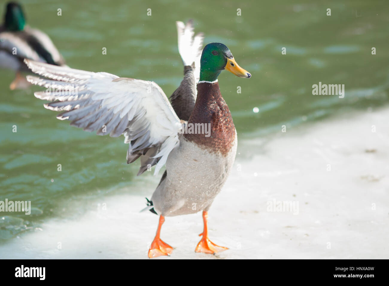Mallard wing stretch hi-res stock photography and images - Alamy