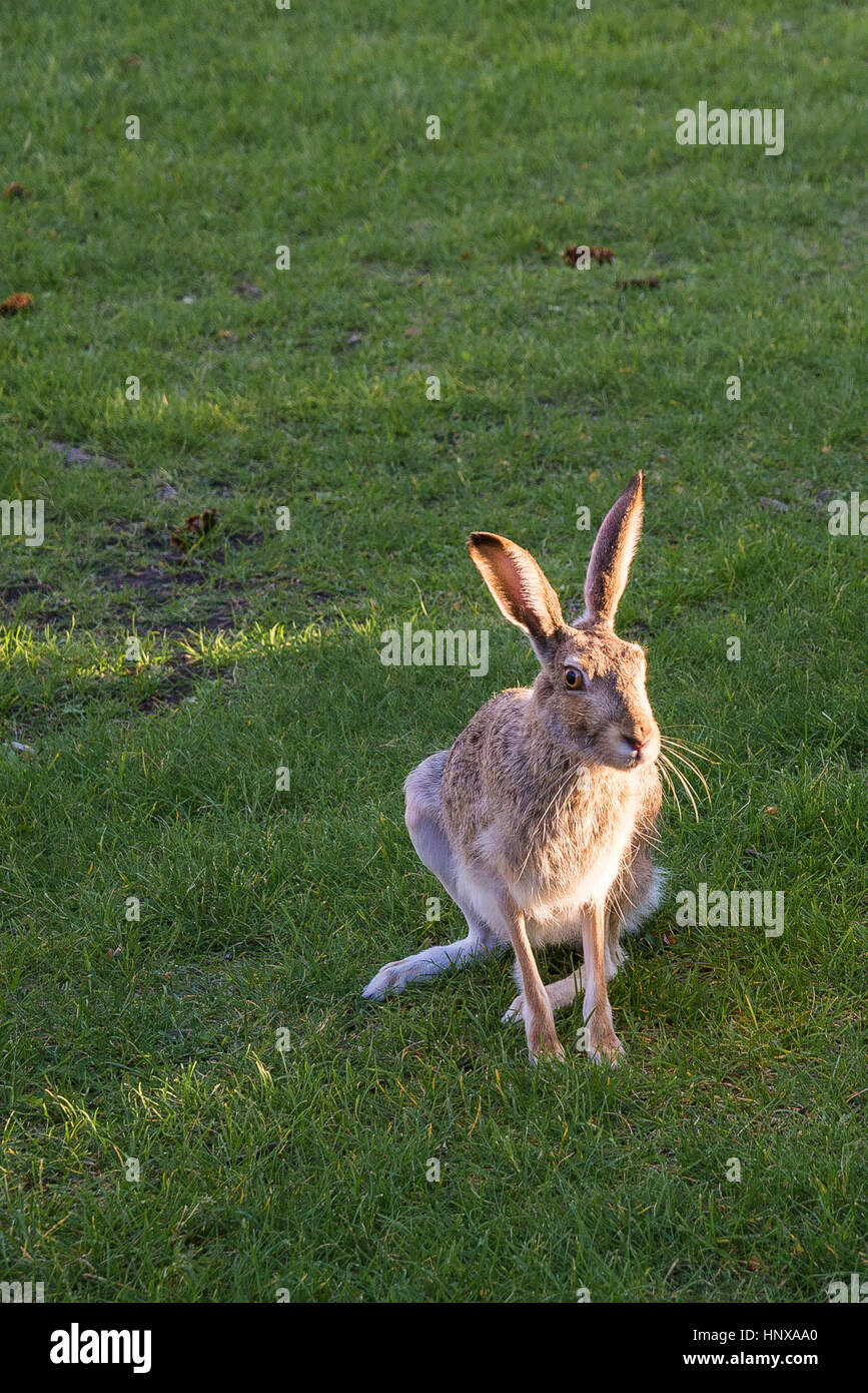 White-tailed Jackrabbit (Lepus townsendii), downtown Calgary, Alberta ...