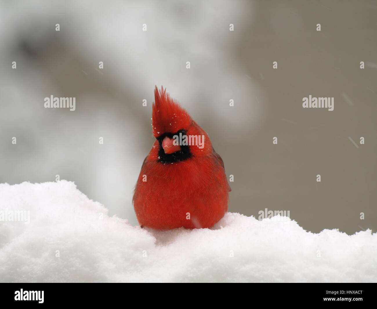 Red cardinal snow hi-res stock photography and images - Alamy