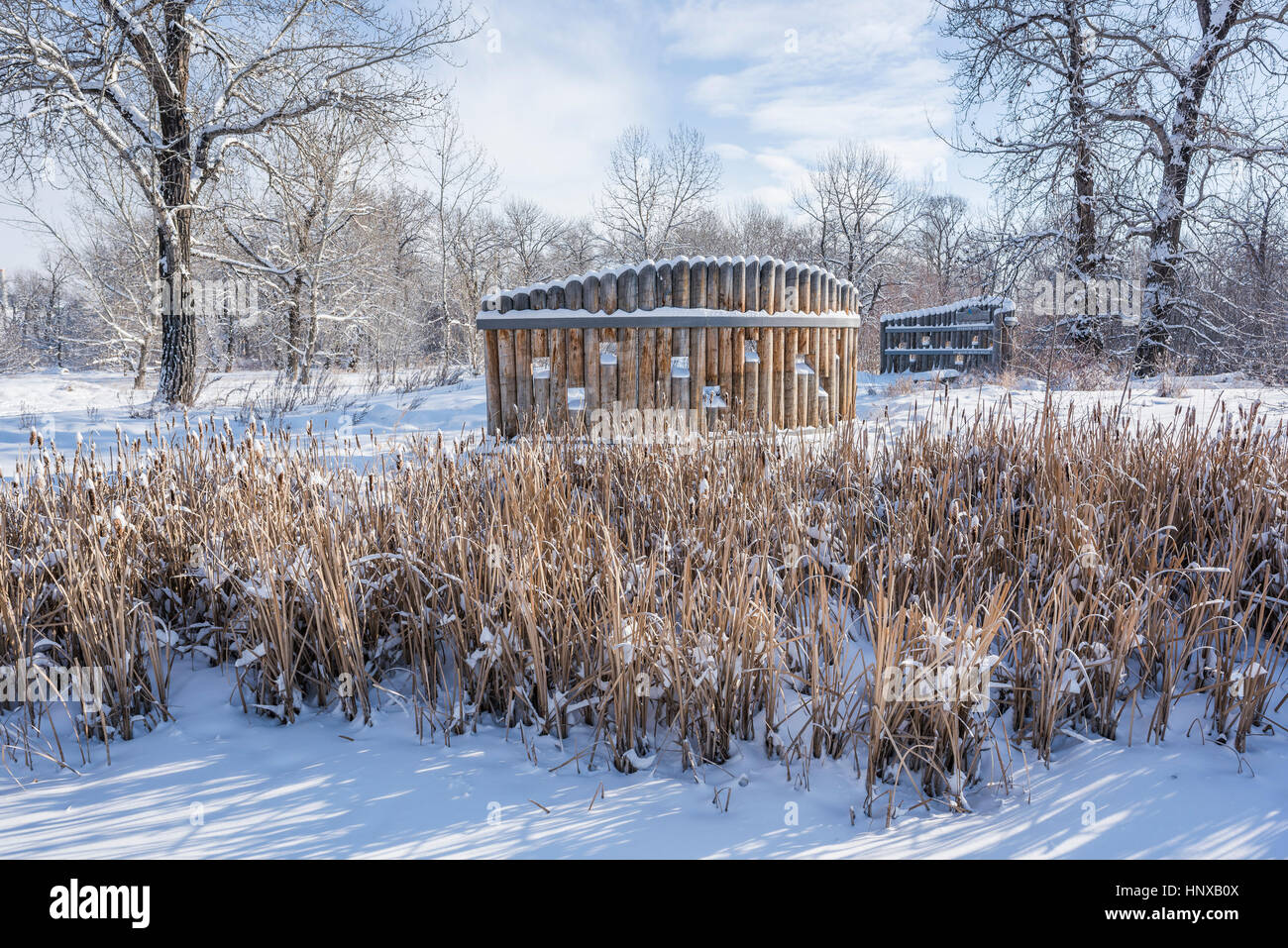 Cattail marsh, Pearce Estate Park, Calgary, Alberta, Canada Stock Photo ...