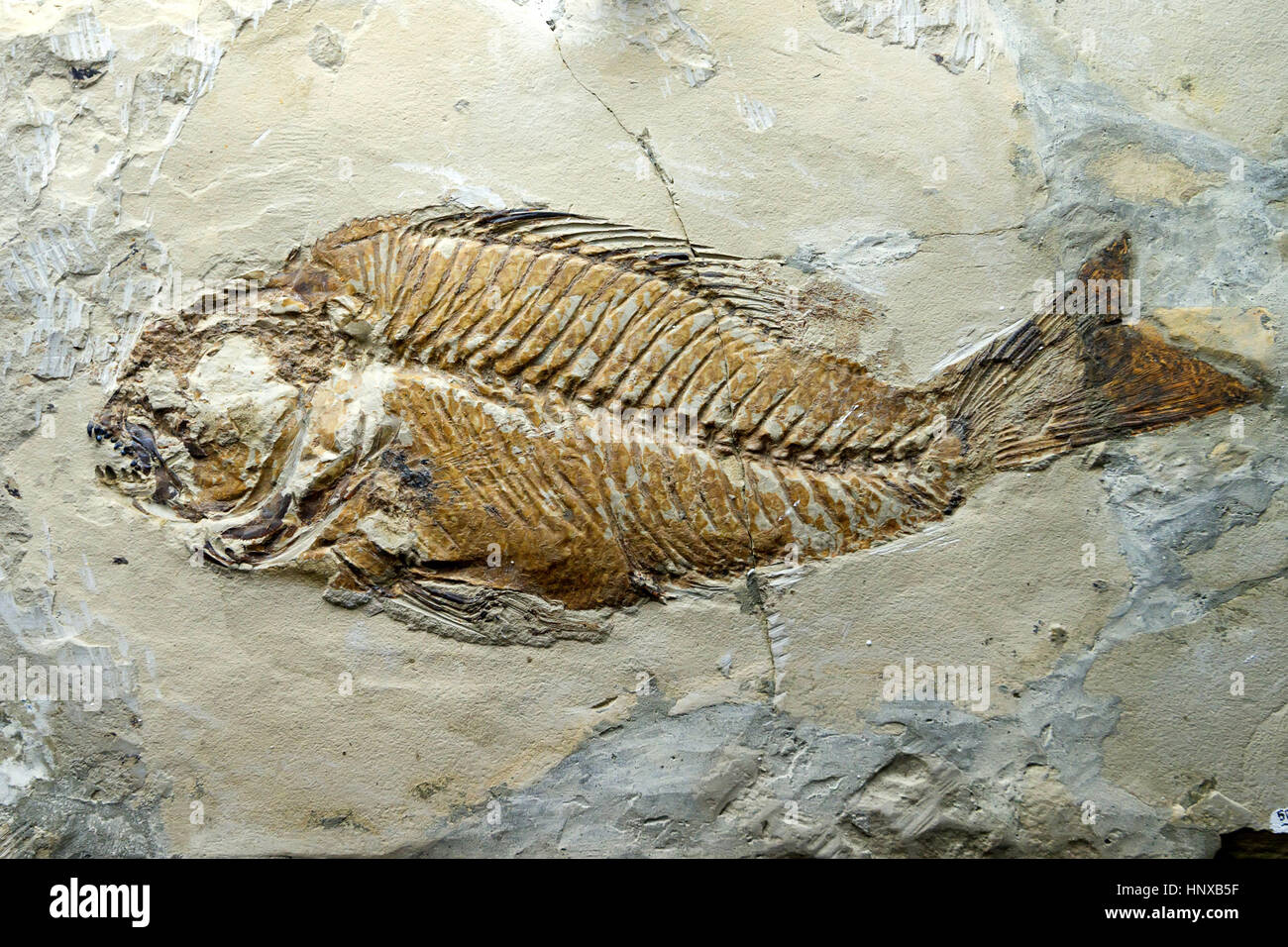 Imprint of prehistorical fish Stock Photo - Alamy