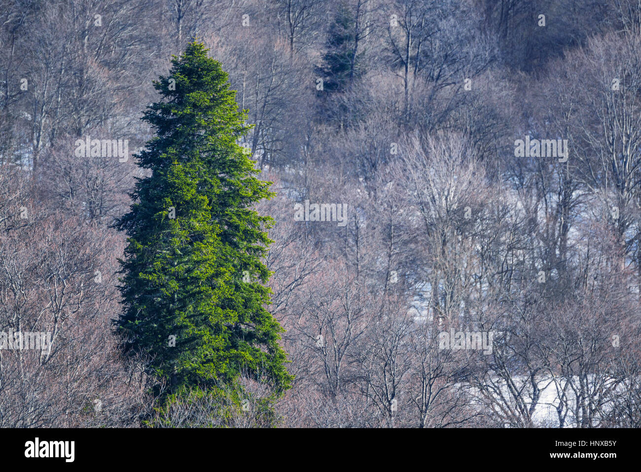 Grand fir tree hi-res stock photography and images - Alamy