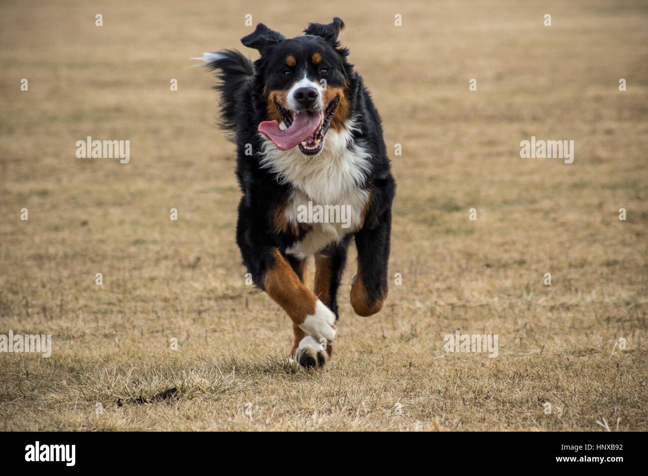 Big happy dog hi-res stock photography and images - Alamy