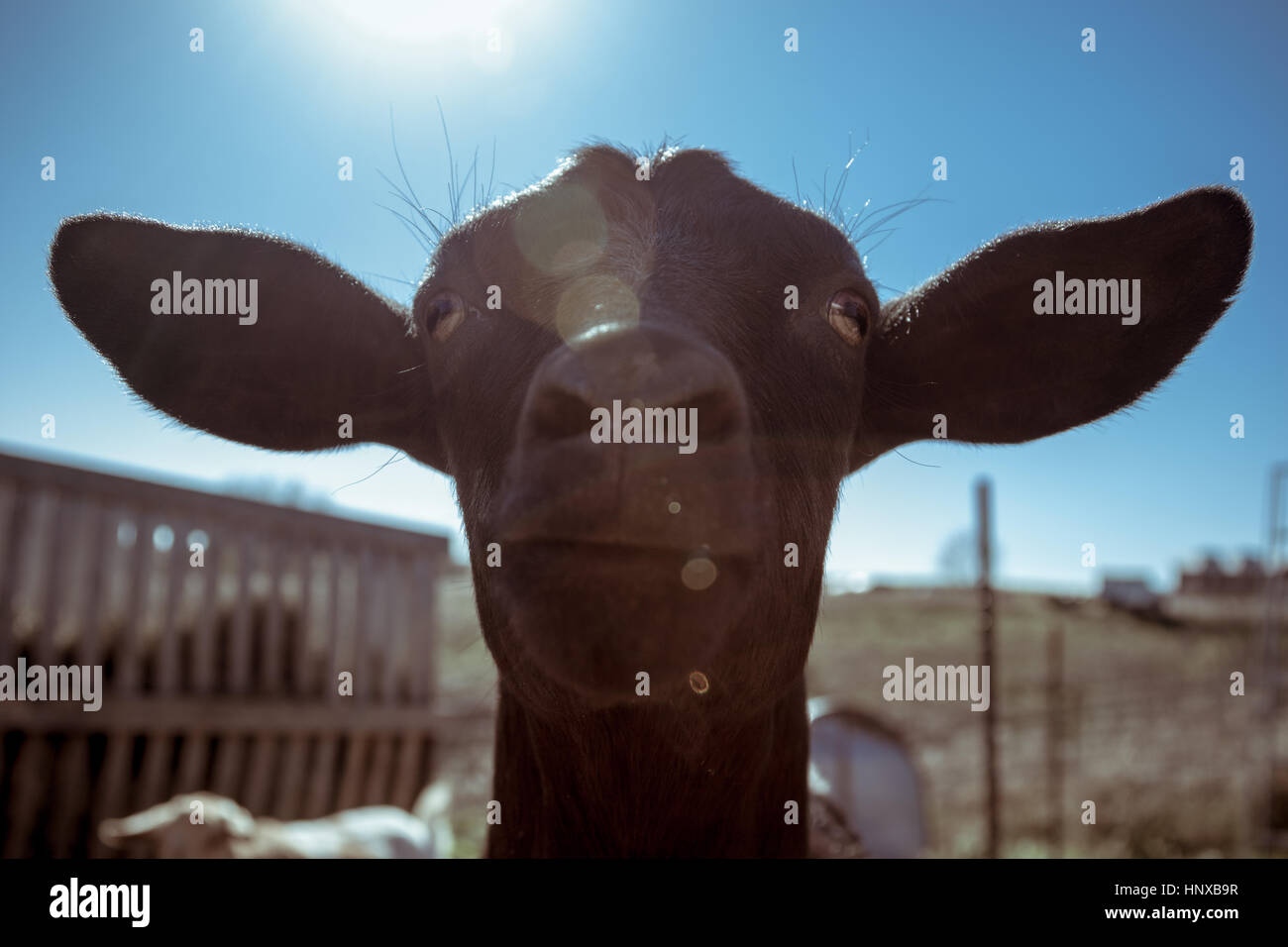 Goats really look like aliens Stock Photo - Alamy