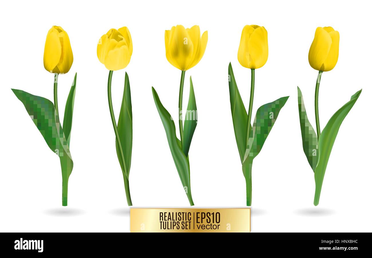 Realistic vector yellow tulips set. Vector Stock Vector Image & Art - Alamy