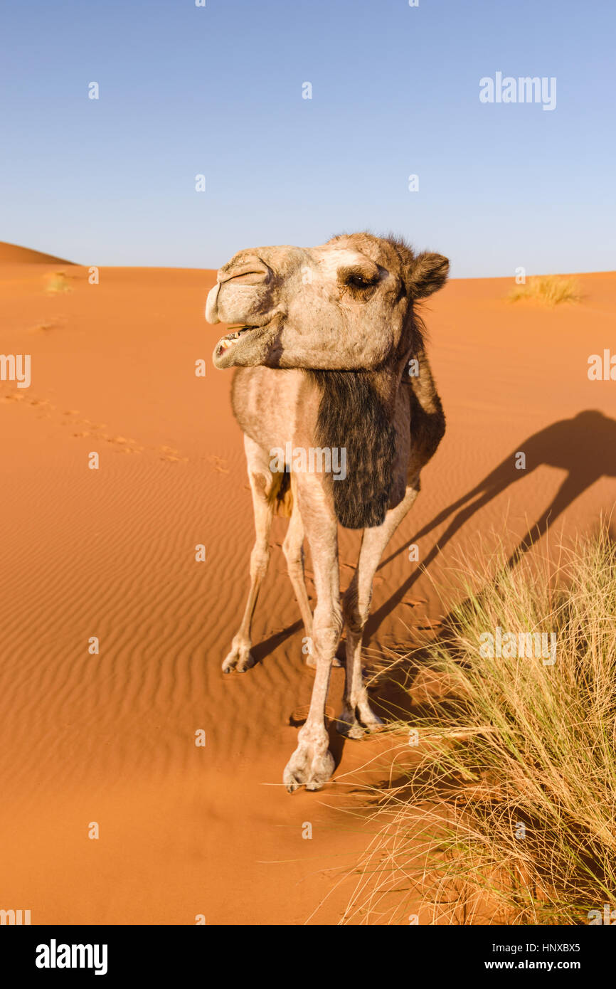 Camel looks like it is laughing, Erg Chebbi, Morocco Stock Photo - Alamy