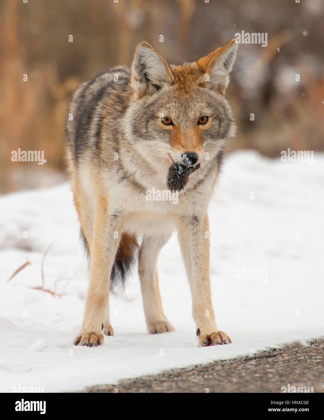 Coyote with lunch of mouse or vole in snow at Yellowstone Stock Photo ...