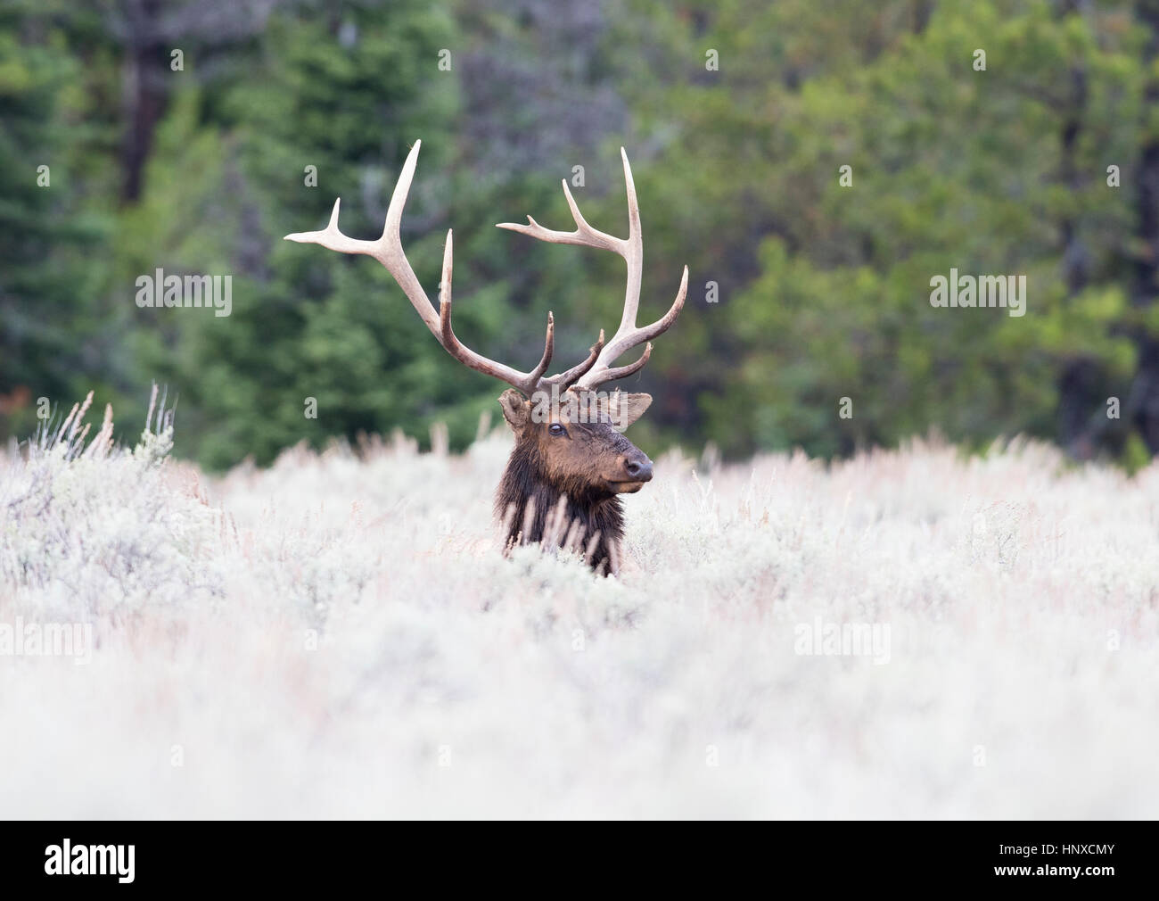 Bull elk ruminating during rut on ground with large antler rack Stock ...