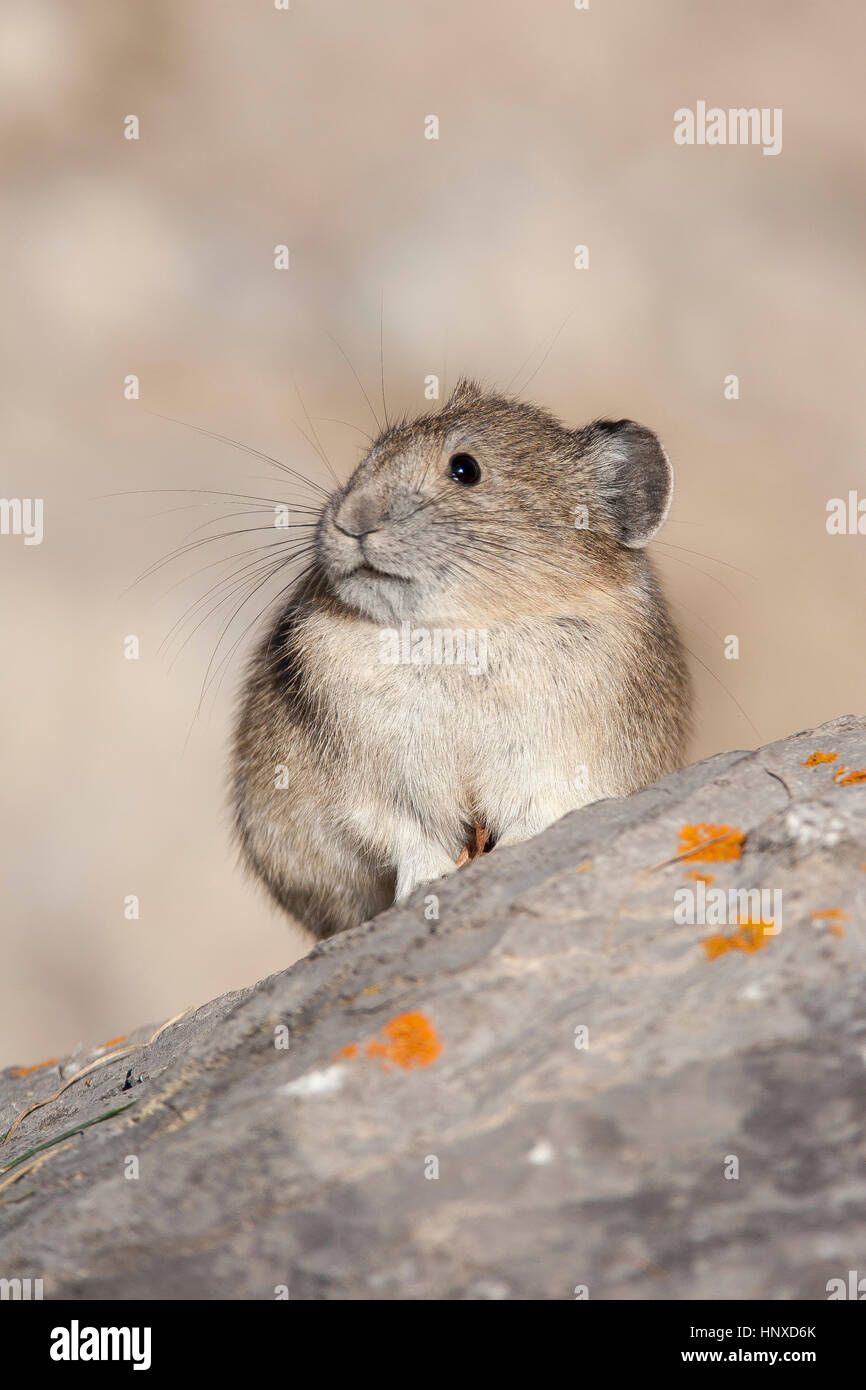 American pika on rock with tan and green background Stock Photo - Alamy