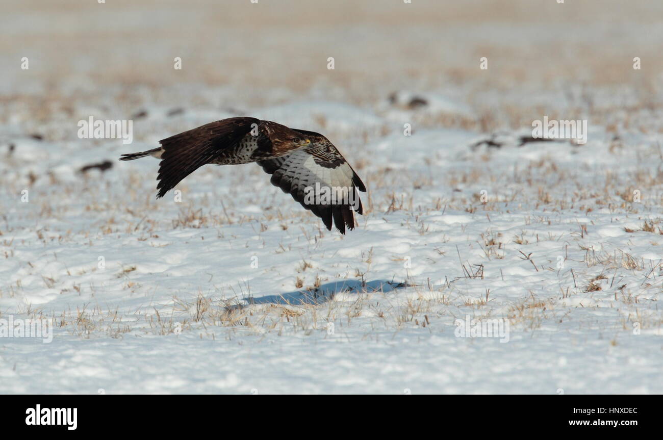 Buzzard in flight Stock Photo - Alamy