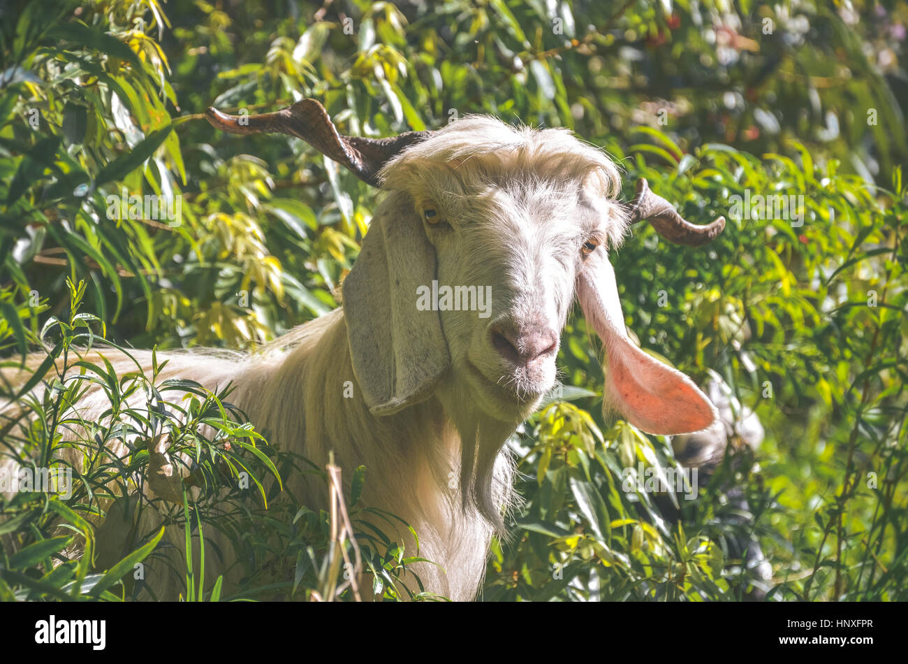 The popular indian Jamunapari Goat Stock Photo - Alamy