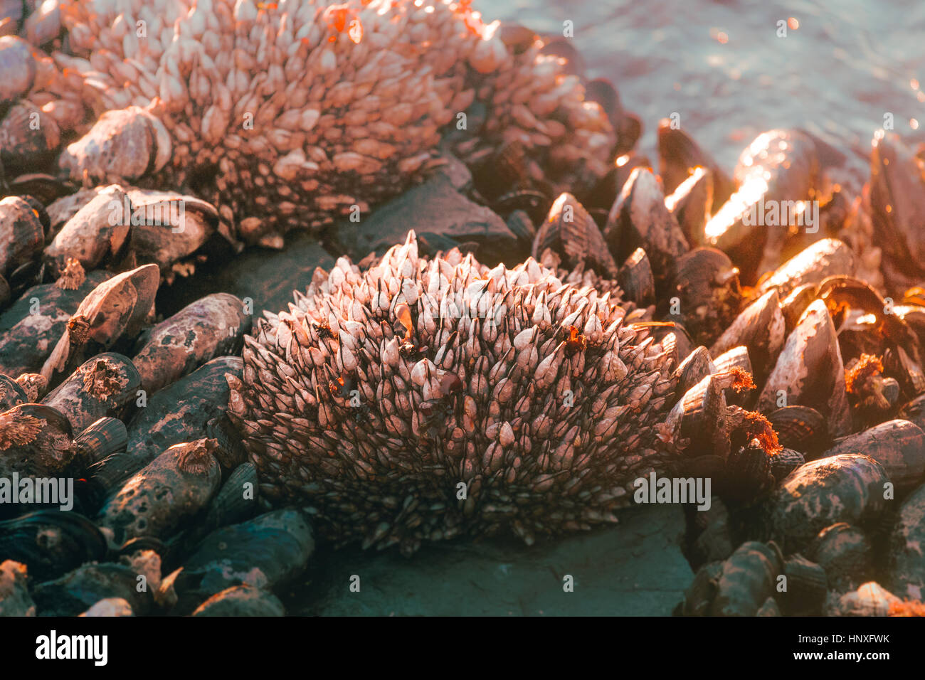 Intertidal Zone Mussels Stock Photos & Intertidal Zone Mussels Stock ...