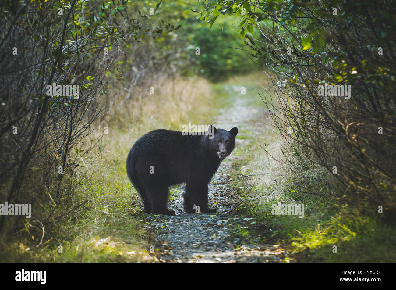 Black bear on gravel path in forest Stock Photo - Alamy
