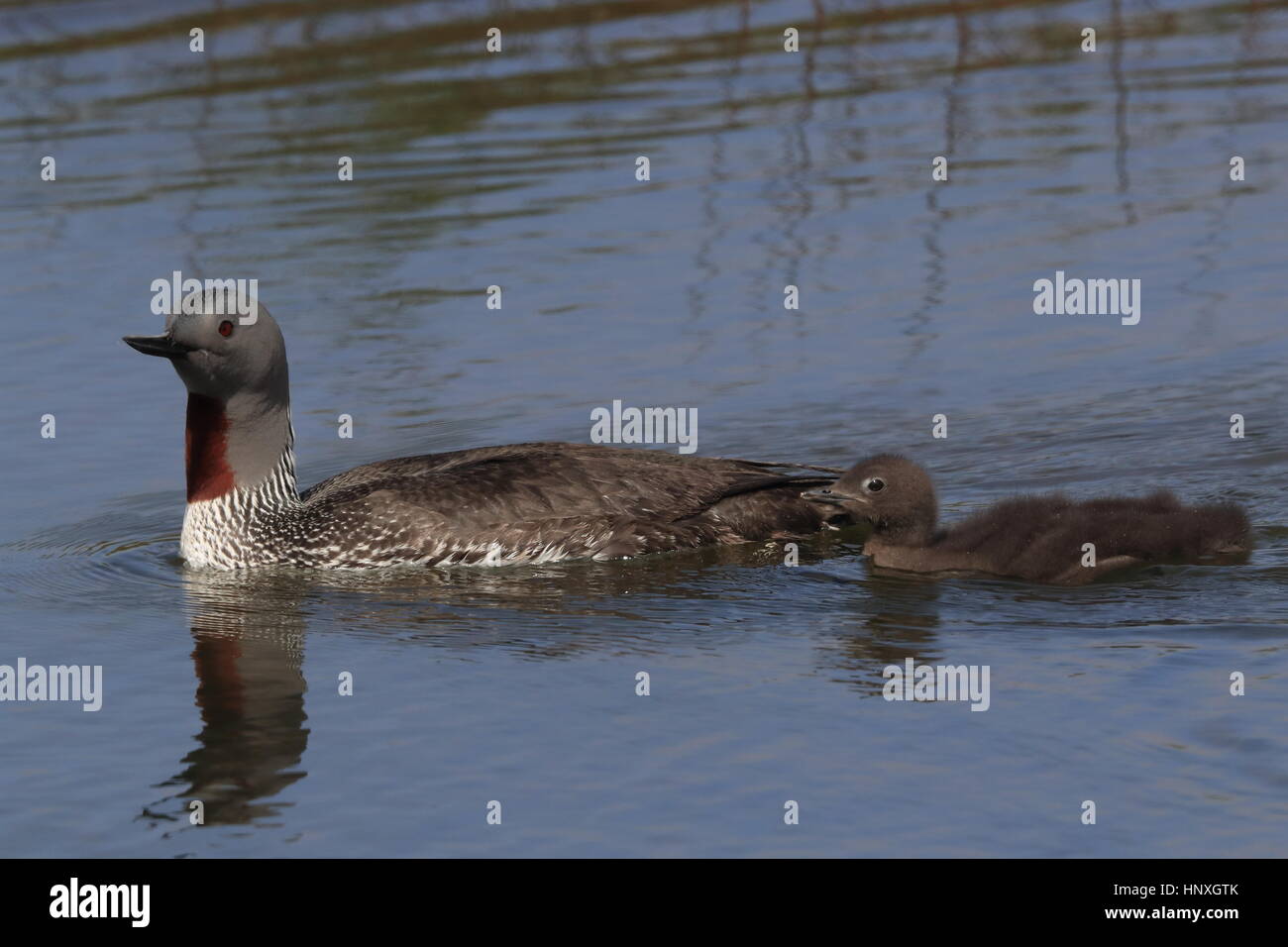 red-throated loon (North America) or red-throated diver (Britain and ...