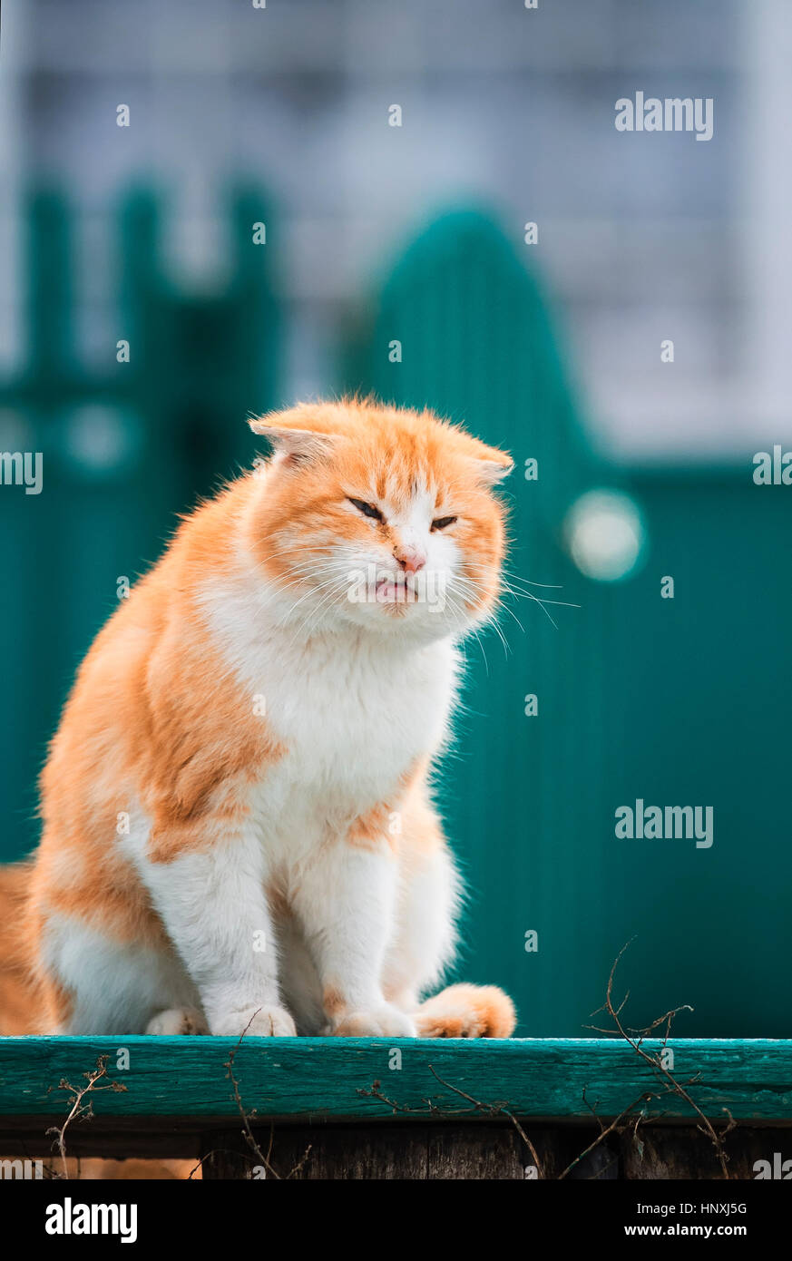 Red cat sitting on bench hi-res stock photography and images - Alamy