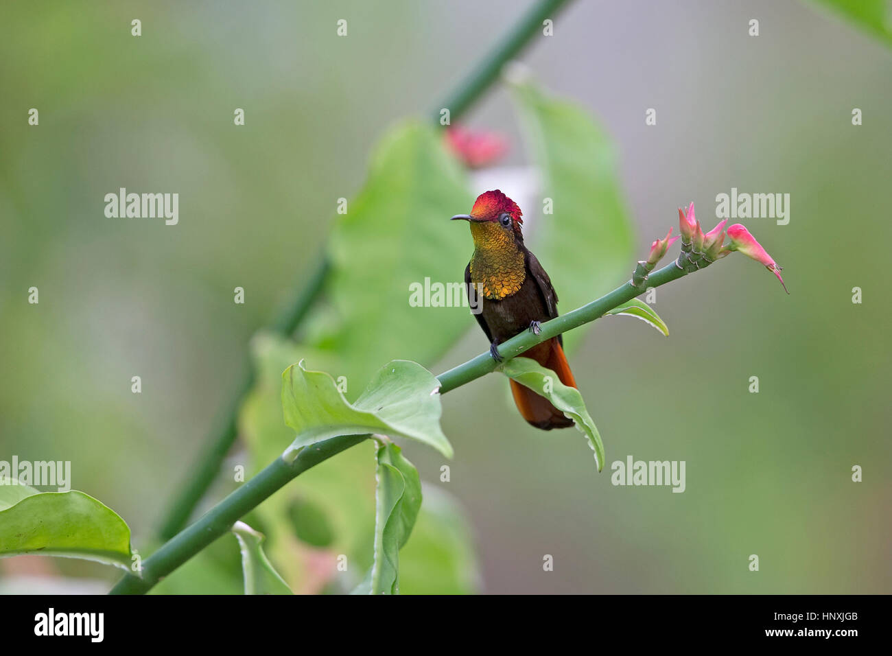 Caribbean hummingbirds hi-res stock photography and images - Alamy