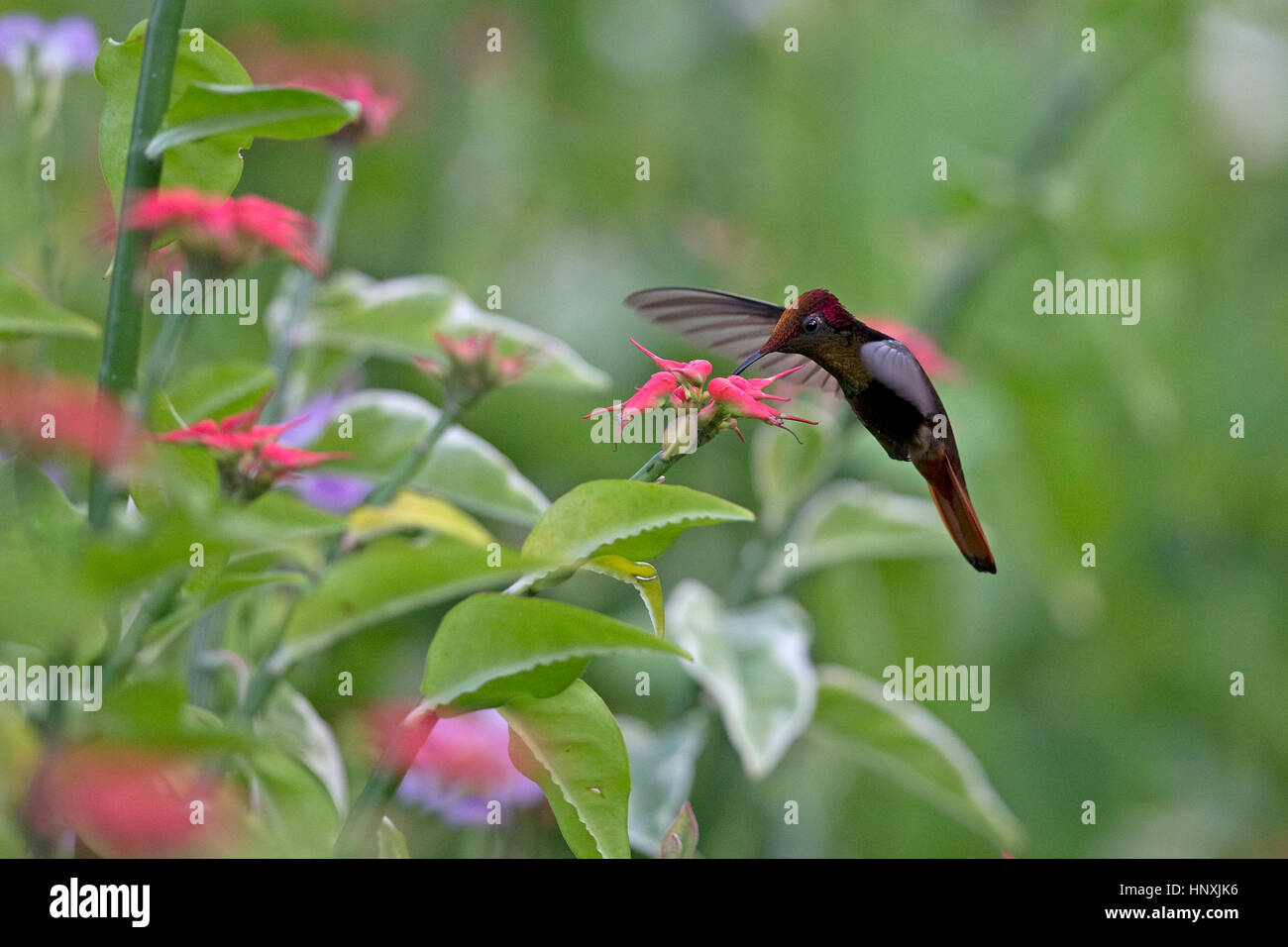 Hummingbirds trinidad hi-res stock photography and images - Alamy