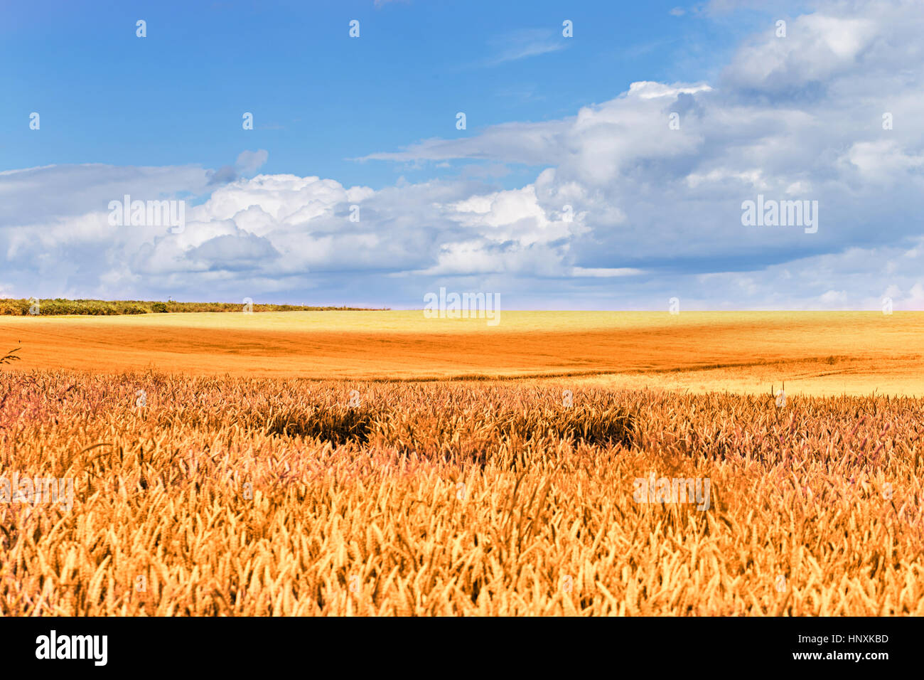 barley field landscape on day noon light with blue and cloudy sky Stock ...