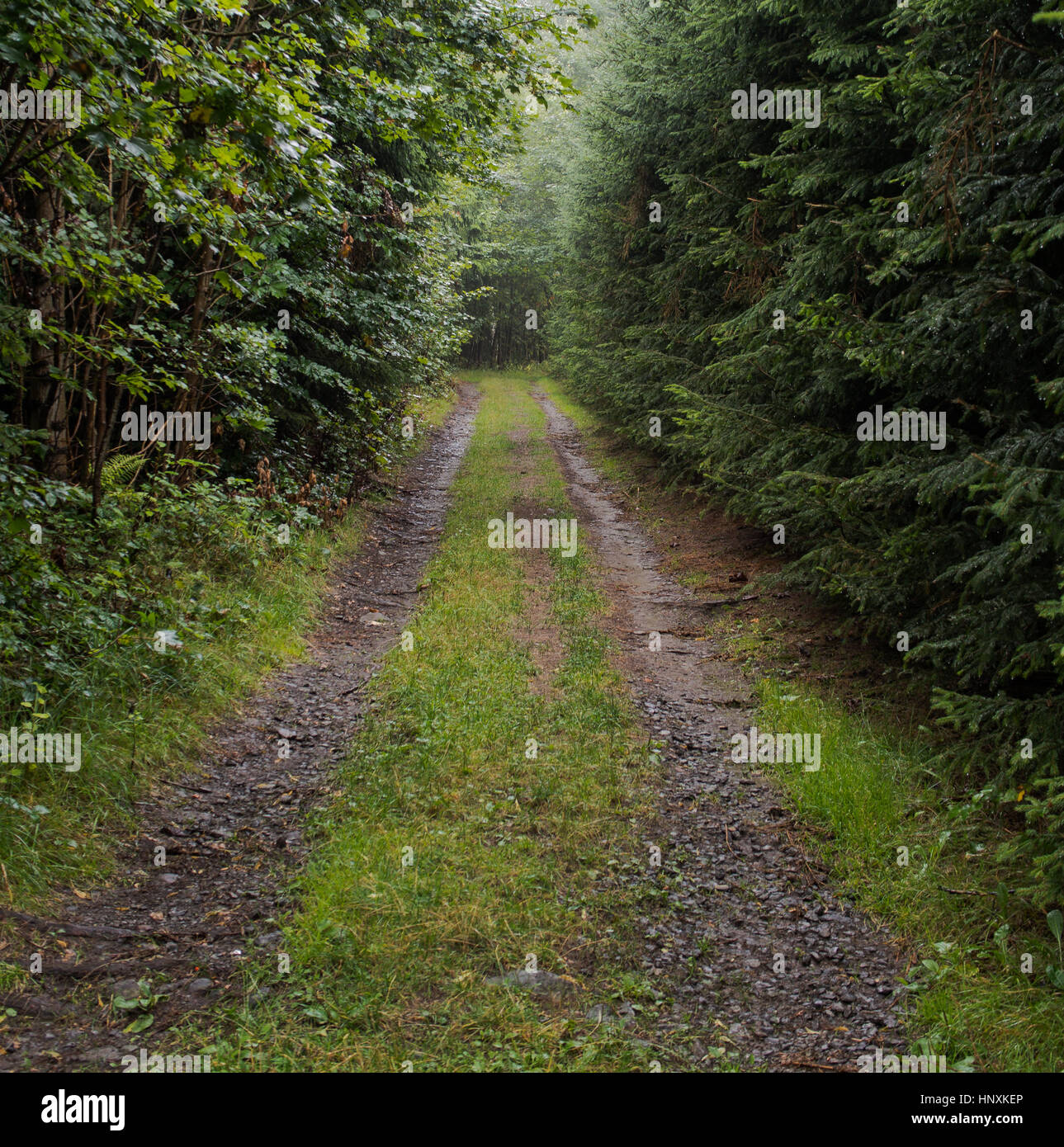 Light and dark forest hi-res stock photography and images - Alamy