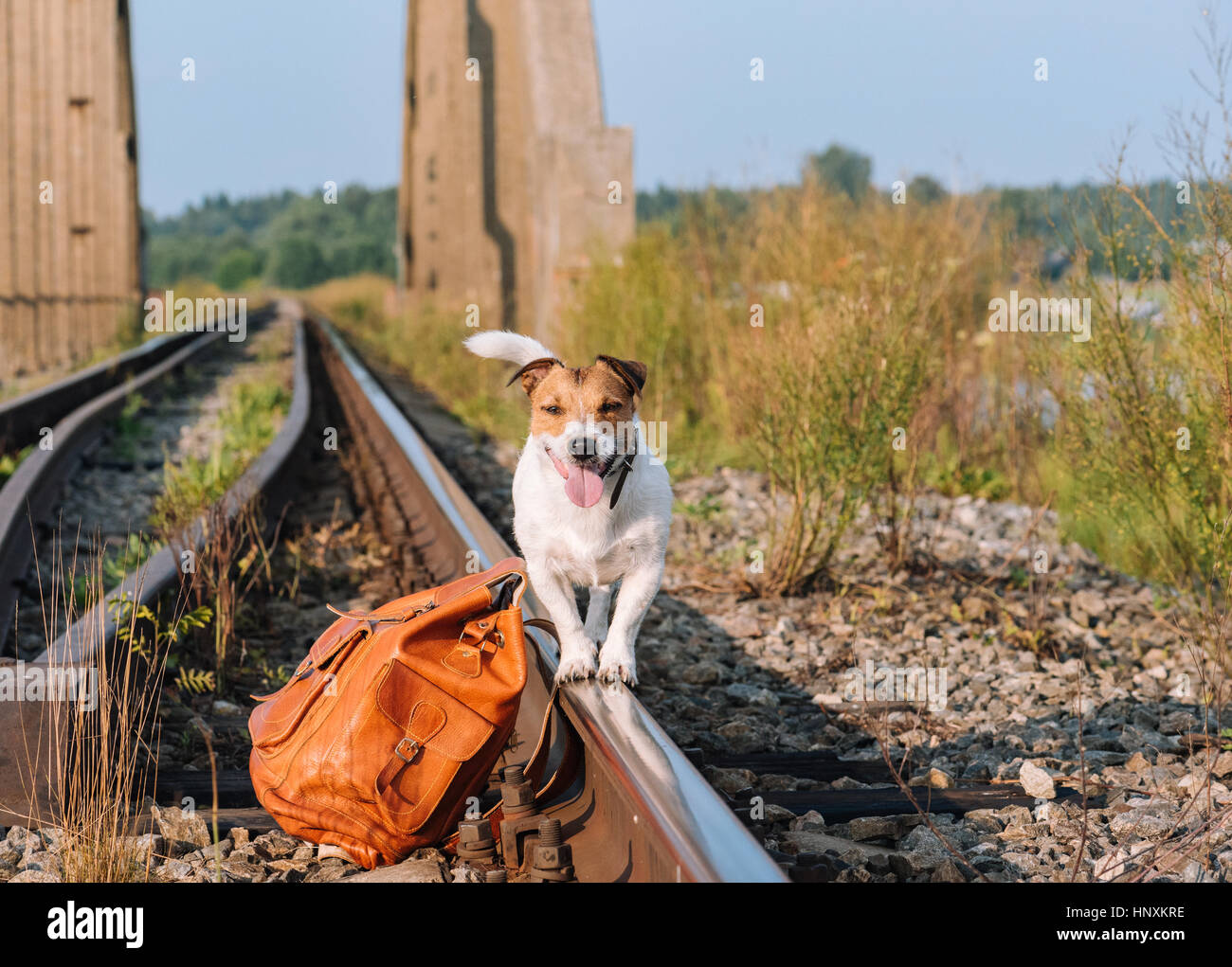 Concept of traveling with a pet: dog balancing on train track rail ...