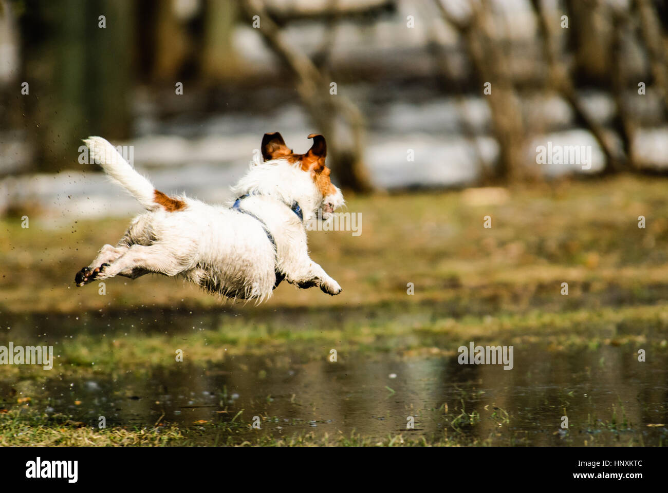 Puddle dive hi-res stock photography and images - Alamy