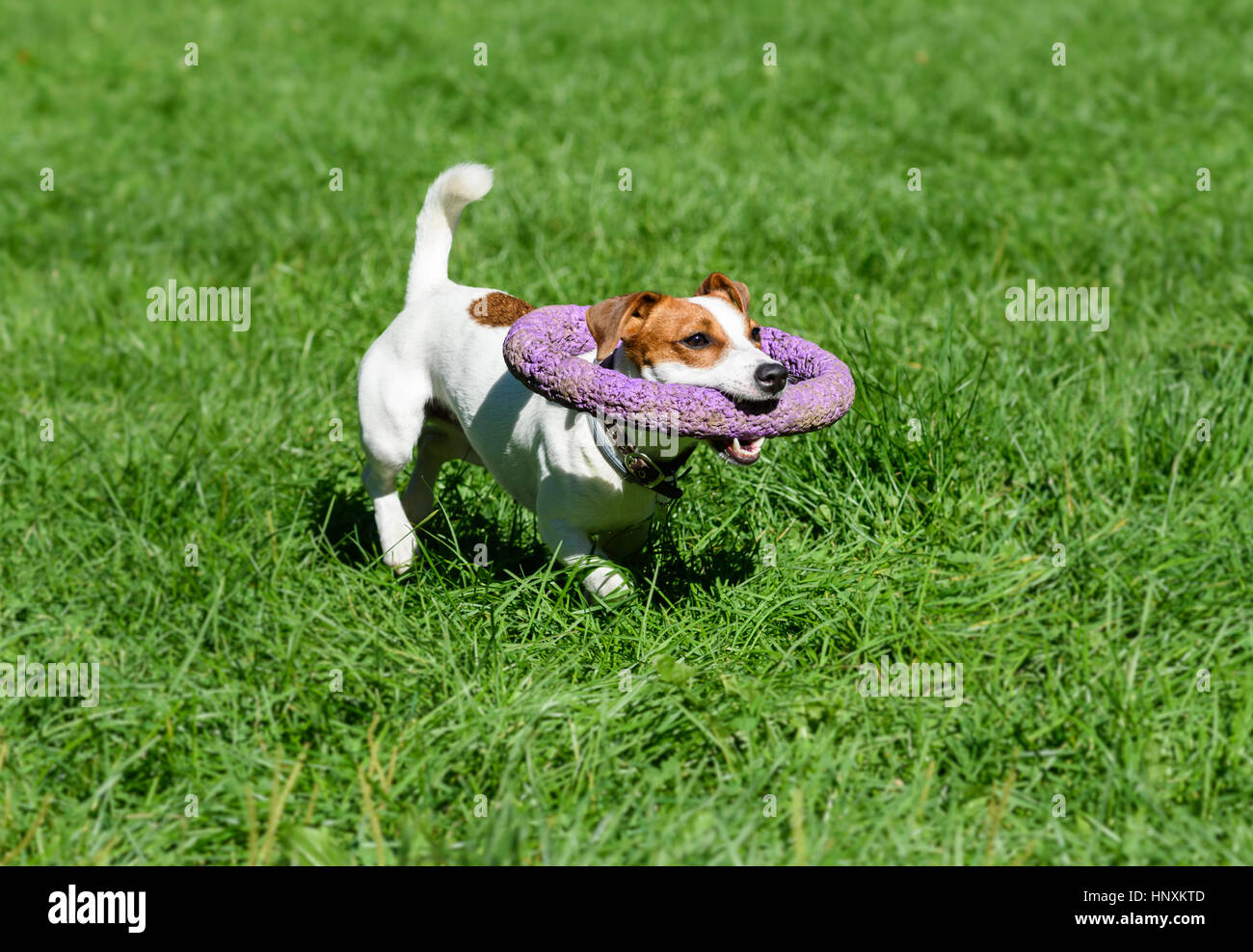 Funny dog fetching huge toy around its neck as collar Stock Photo - Alamy