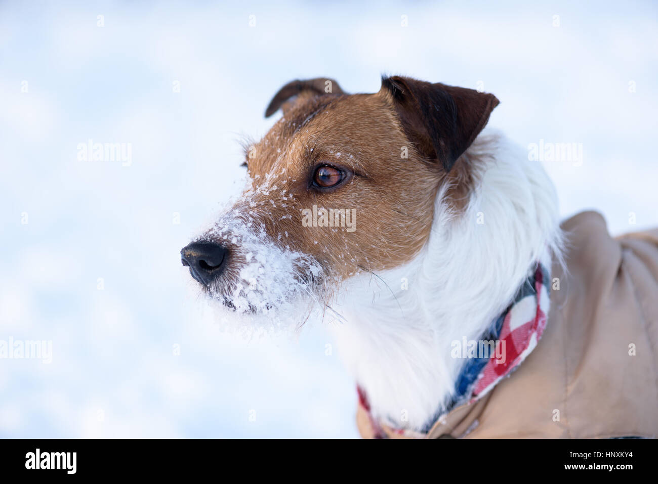 Portrait of adorable Jack Russell Terrier dog with nose in snow Stock ...