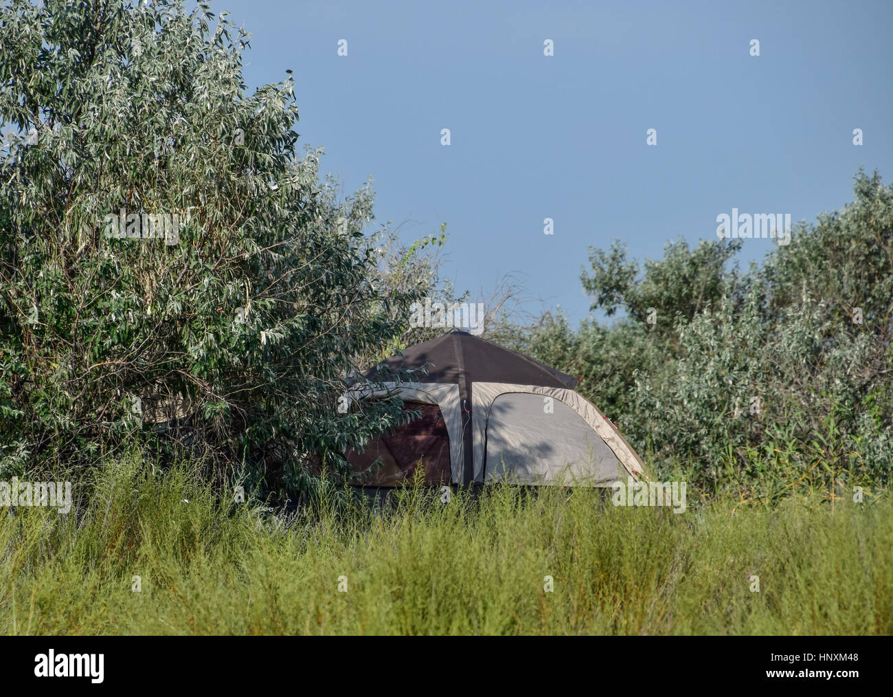 Tourist tent under a tree. Tourist Camping. Multi-Tent Stock Photo - Alamy