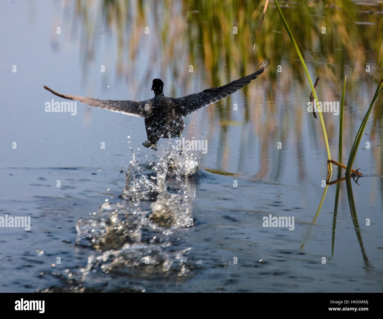 American Coot High Resolution Stock Photography and Images - Alamy
