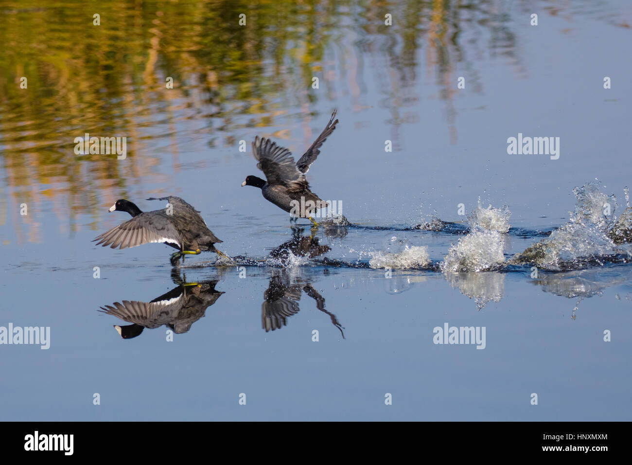 American Coot running across water prior to flying on Lake Okeechobee ...