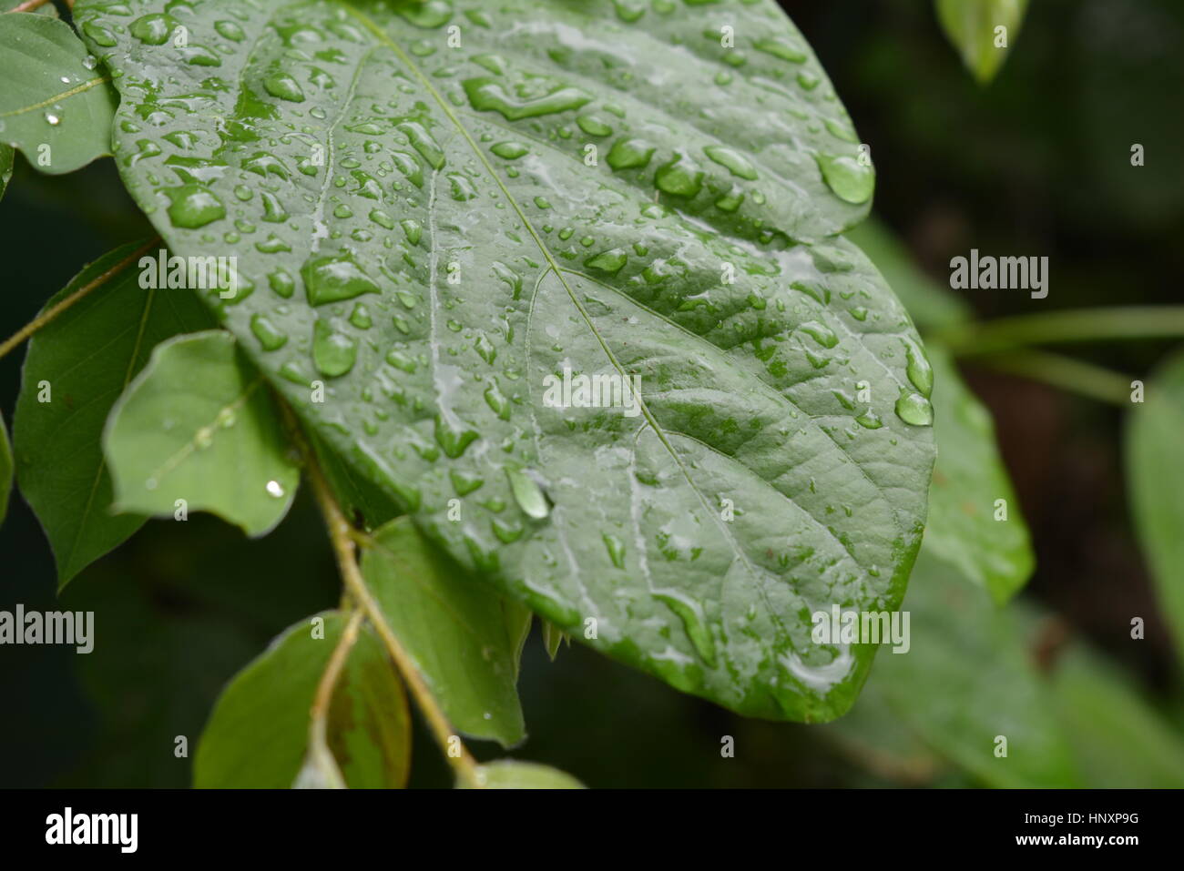 Rain drops Nature Stock Photo - Alamy