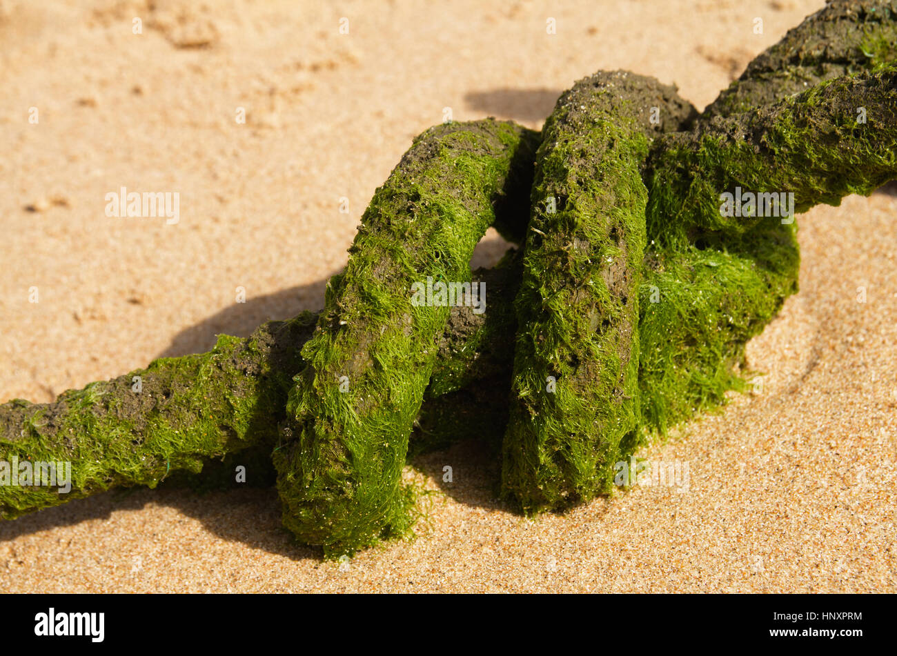 Rope algae hi-res stock photography and images - Alamy