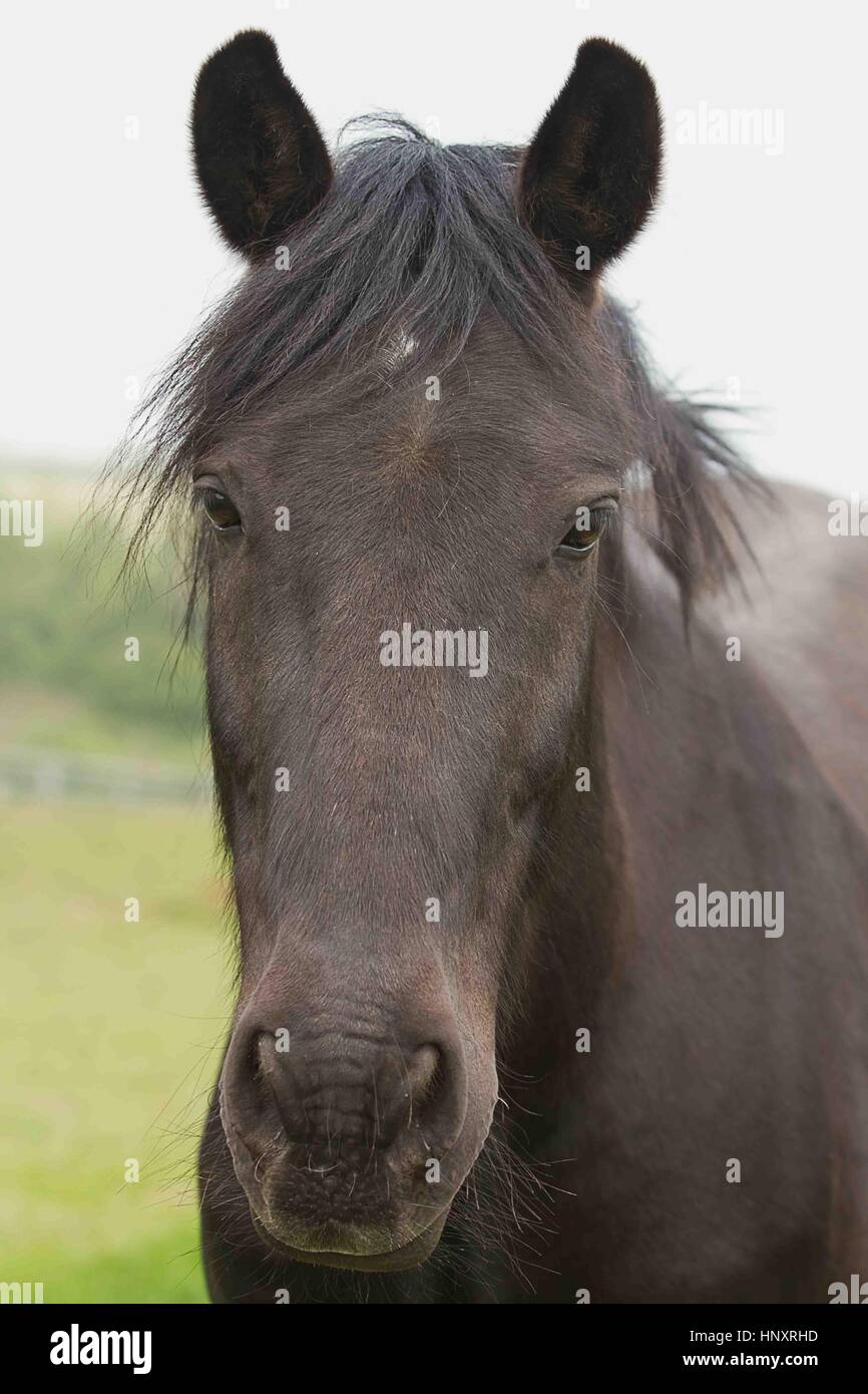 Black pony hi-res stock photography and images - Alamy