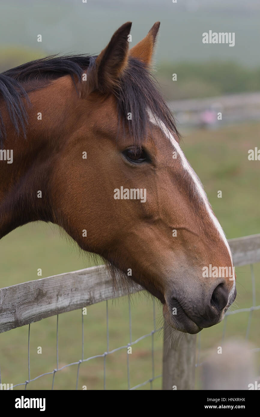 photo portrait of a chestnut pony Stock Photo - Alamy