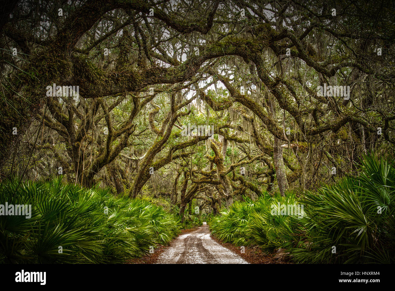 Live Oak lined path on Cumberland Island National Seashore. Located off ...
