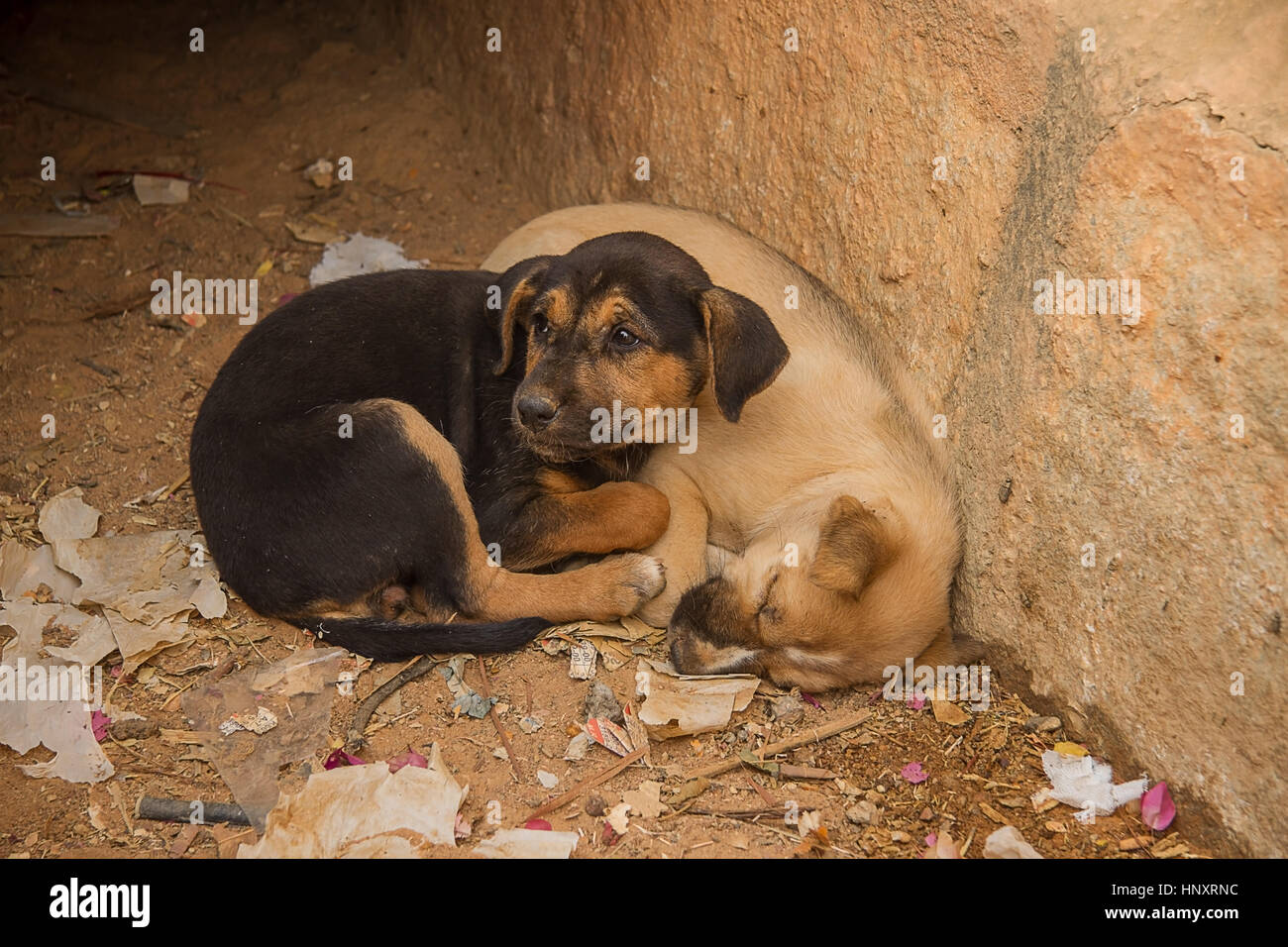 Two feral puppies in a storm drain in India Stock Photo - Alamy