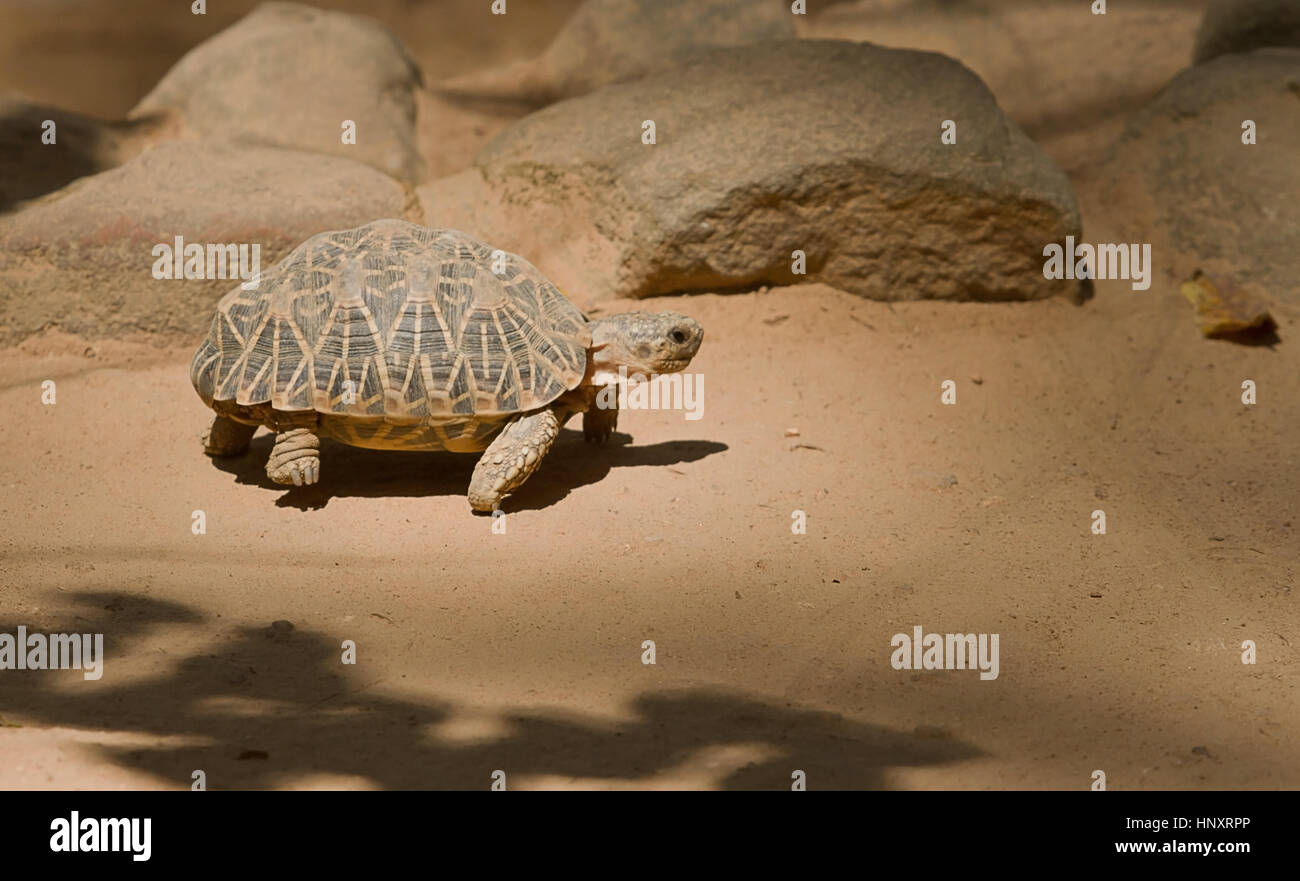 Tortoise walking in the sunshine Stock Photo - Alamy